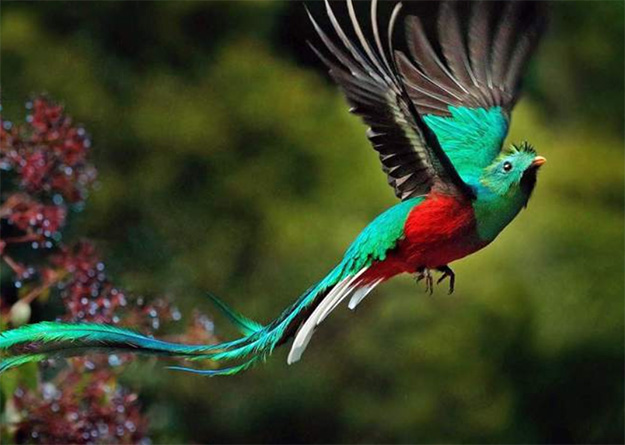 UChicago Alumni & Friends